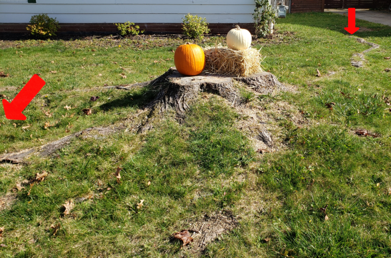 Stump Grinding – Just Stump It – Stump Grinding