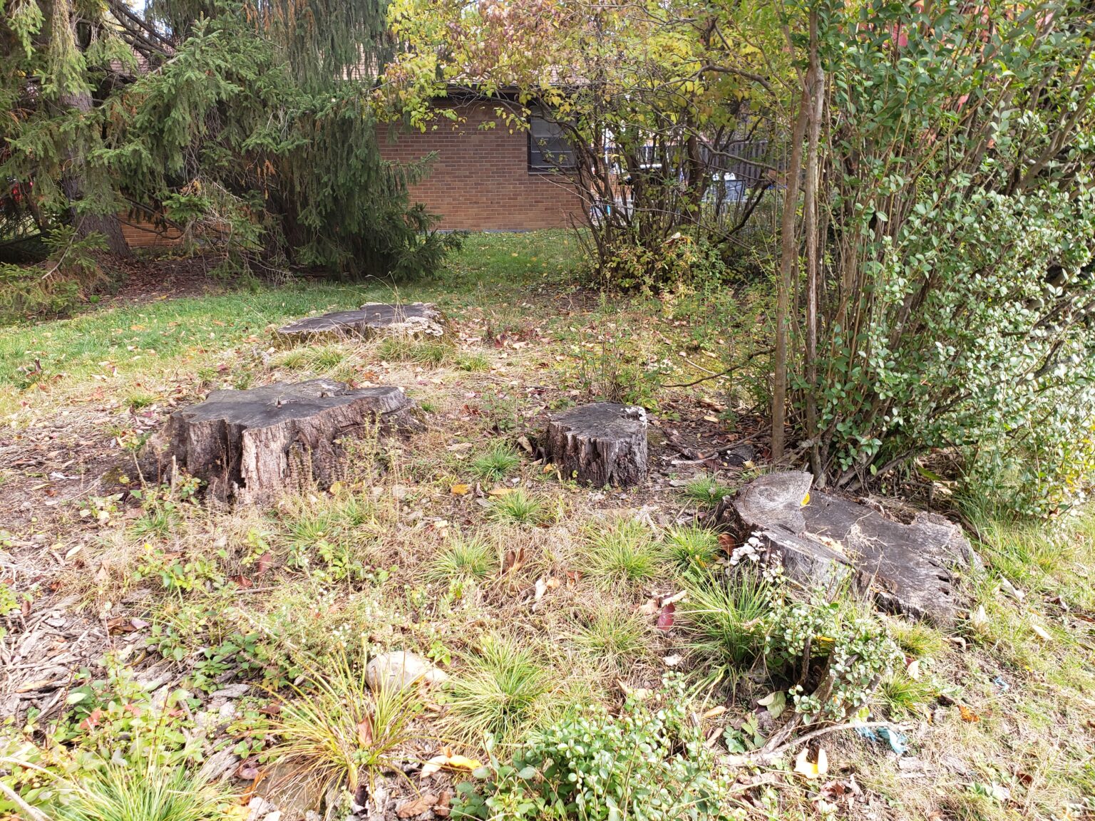 Do you have a lot of stumps? – Just Stump It – Stump Grinding