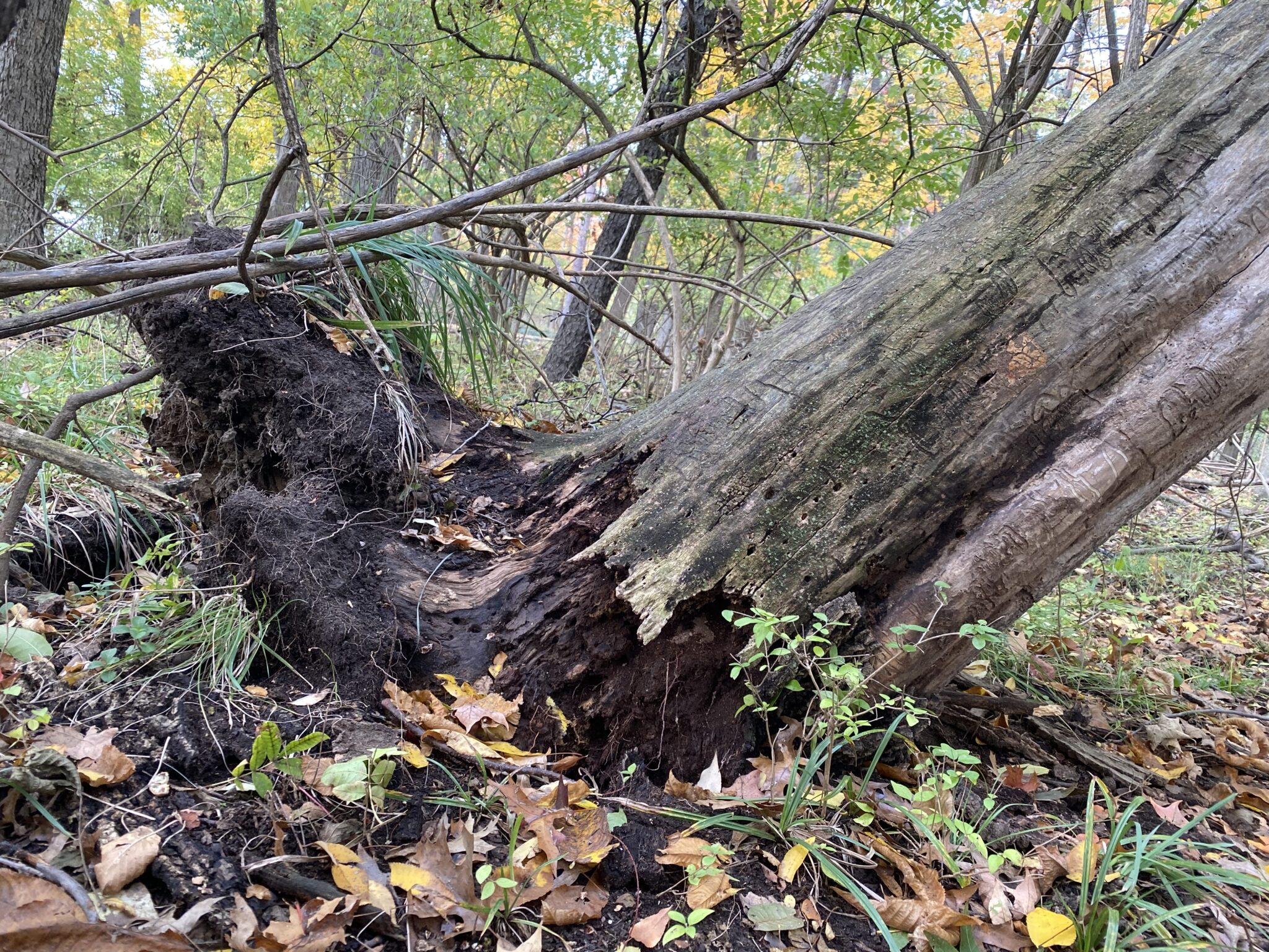 Uprooting. Find out the pros and cons. – Just Stump It – Stump Grinding