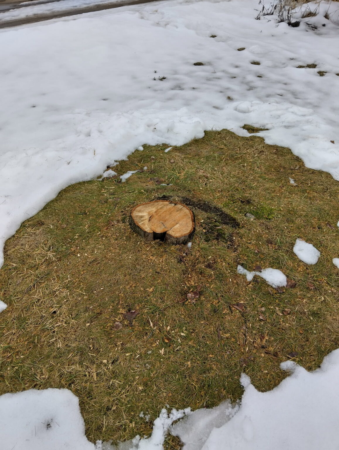 Tree service – Just Stump It – Stump Grinding
