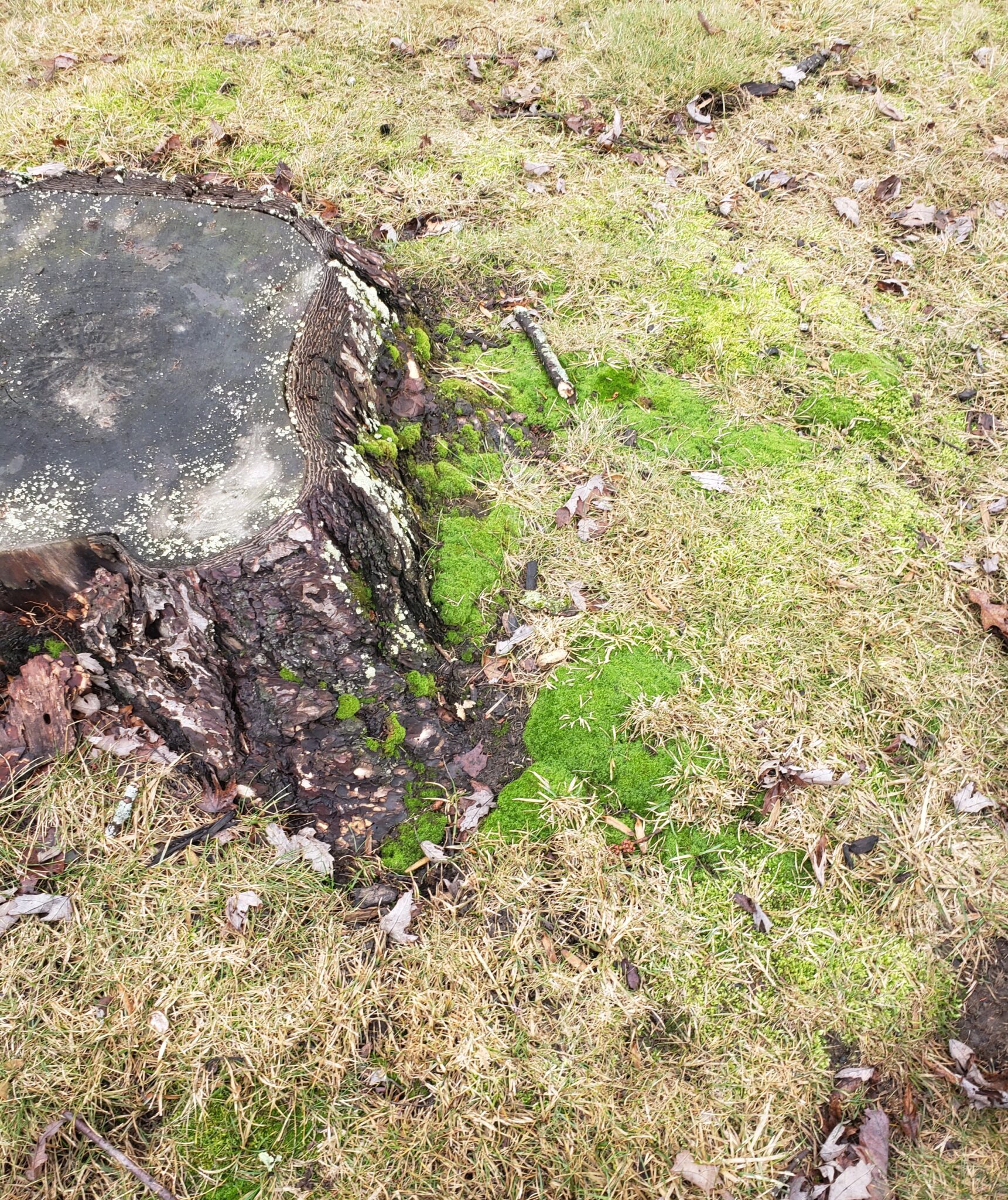 Acidic Soil Under a Tree Stump: Why It Happens and What You Can Plant ...